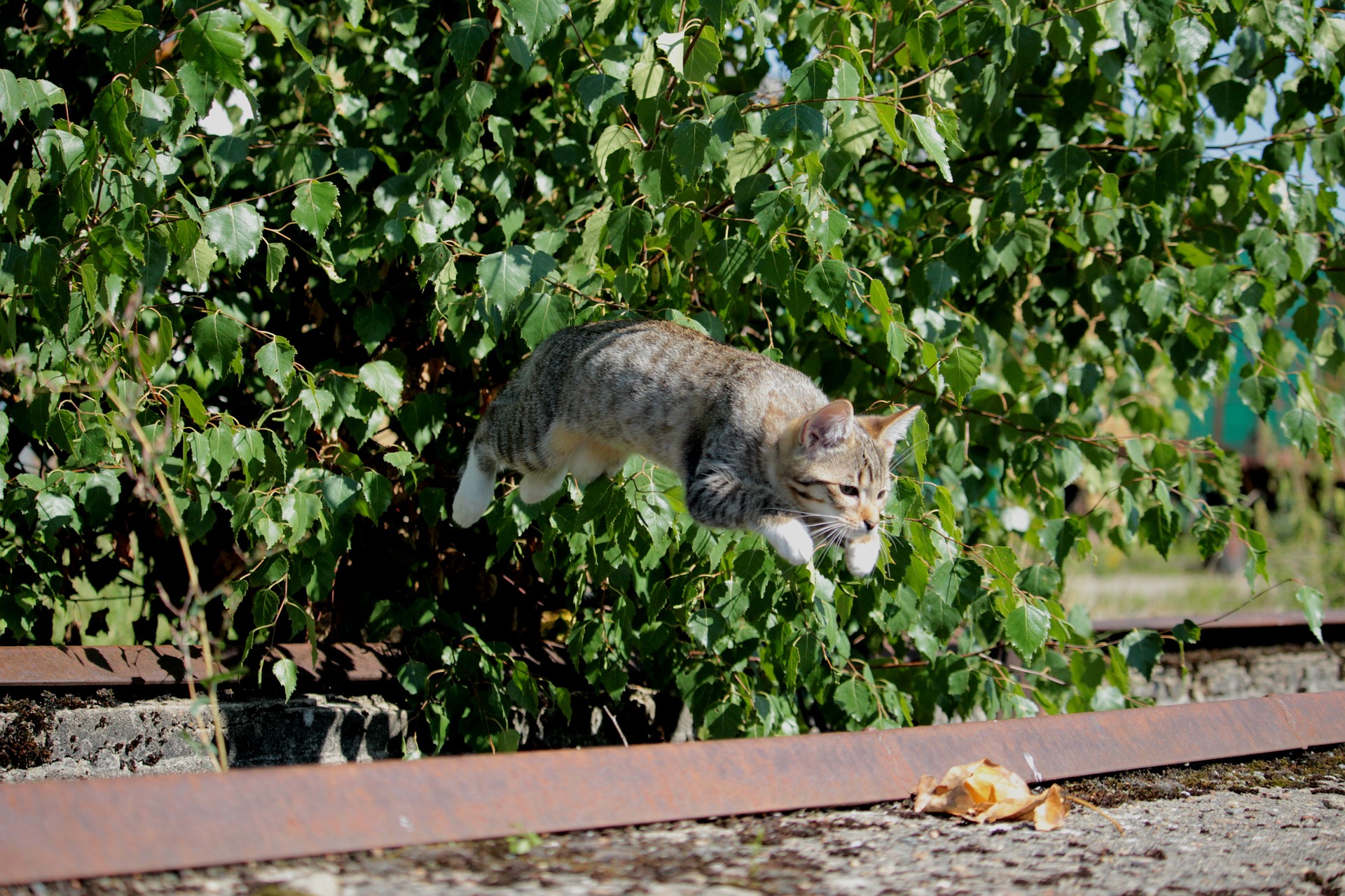 Is It True That Cats Have Nine Lives Encyclopedia