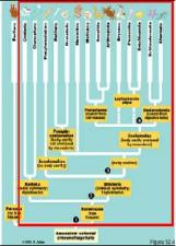 Eumetazoa | Encyclopedia.com