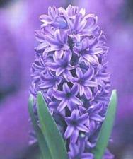 Hyacinth | Encyclopedia.com