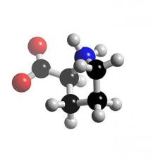Proline | Encyclopedia.com