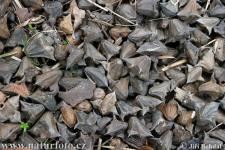 Caltrop | Encyclopedia.com