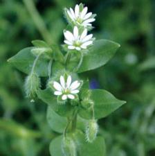 Chickweed | Encyclopedia.com