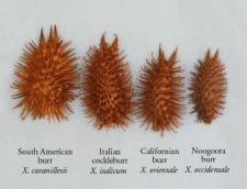 Burr | Encyclopedia.com