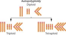 Autopolyploid | Encyclopedia.com