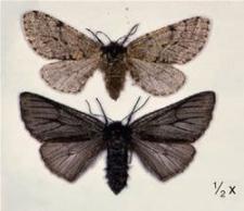 Industrial Melanism | Encyclopedia.com