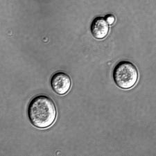 Saccharomyces | Encyclopedia.com