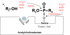 Cholinesterase | Encyclopedia.com