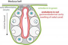 Gonad | Encyclopedia.com