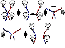 Chiasma | Encyclopedia.com