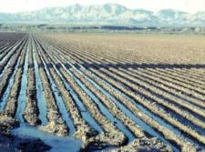 Furrow | Encyclopedia.com