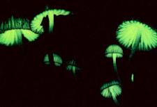 Aphotic Zone | Encyclopedia.com