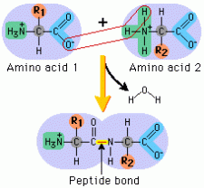 Peptide Bond | Encyclopedia.com