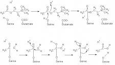 Serine | Encyclopedia.com