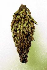 Bagworm | Encyclopedia.com