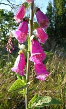 Digitalis | Encyclopedia.com