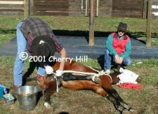 Castration | Encyclopedia.com