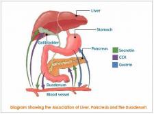 Intestinal Juice | Encyclopedia.com