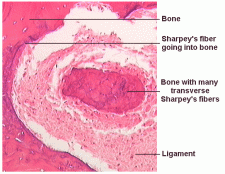 Ground Substance | Encyclopedia.com