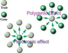 Pleiotropy | Encyclopedia.com