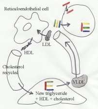 Reticuloendothelial System | Encyclopedia.com