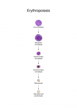 Erythropoiesis | Encyclopedia.com