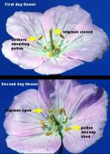 Protandry | Encyclopedia.com