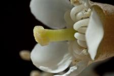 Protogyny | Encyclopedia.com