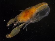 Hyperparasite | Encyclopedia.com