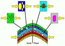 Foliation | Encyclopedia.com