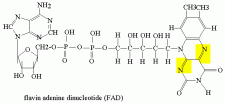 Flavin Mononucleotide | Encyclopedia.com