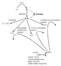 Superoxide Dismutase | Encyclopedia.com