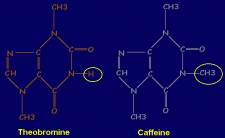 Theobromine | Encyclopedia.com