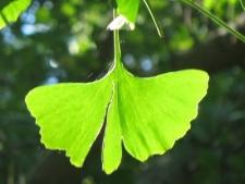 Ginkgo Biloba | Encyclopedia.com