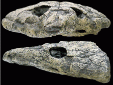 Captorhinomorpha | Encyclopedia.com