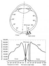 Fovea | Encyclopedia.com