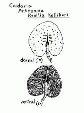 Anthozoans | Encyclopedia.com