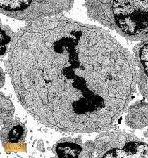 Equatorial Plate | Encyclopedia.com