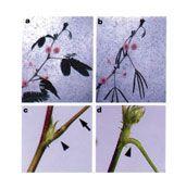 Pulvinus | Encyclopedia.com