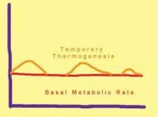Thermogenesis | Encyclopedia.com