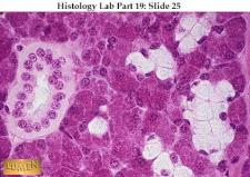 Acinus | Encyclopedia.com