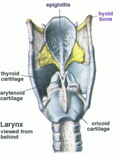 Epiglottis | Encyclopedia.com