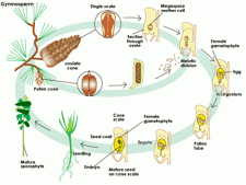 Tracheophyte | Encyclopedia.com