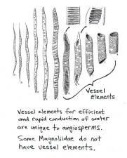 Vessel Element | Encyclopedia.com