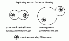 Hyphae | Encyclopedia.com