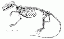 Triconodonta | Encyclopedia.com