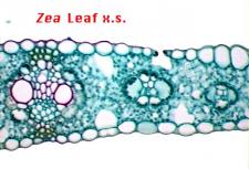 Kranz Anatomy | Encyclopedia.com