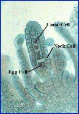 Antherozoid | Encyclopedia.com