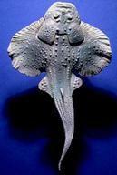 Placodermi | Encyclopedia.com