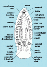 Turbellarians | Encyclopedia.com