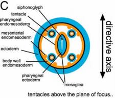 Germ Layers | Encyclopedia.com